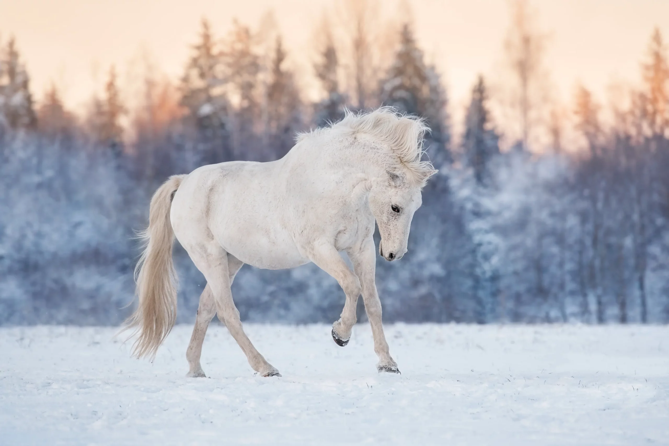 Een warme slobber op koude winteravonden - is jouw paard dat echt nodig?