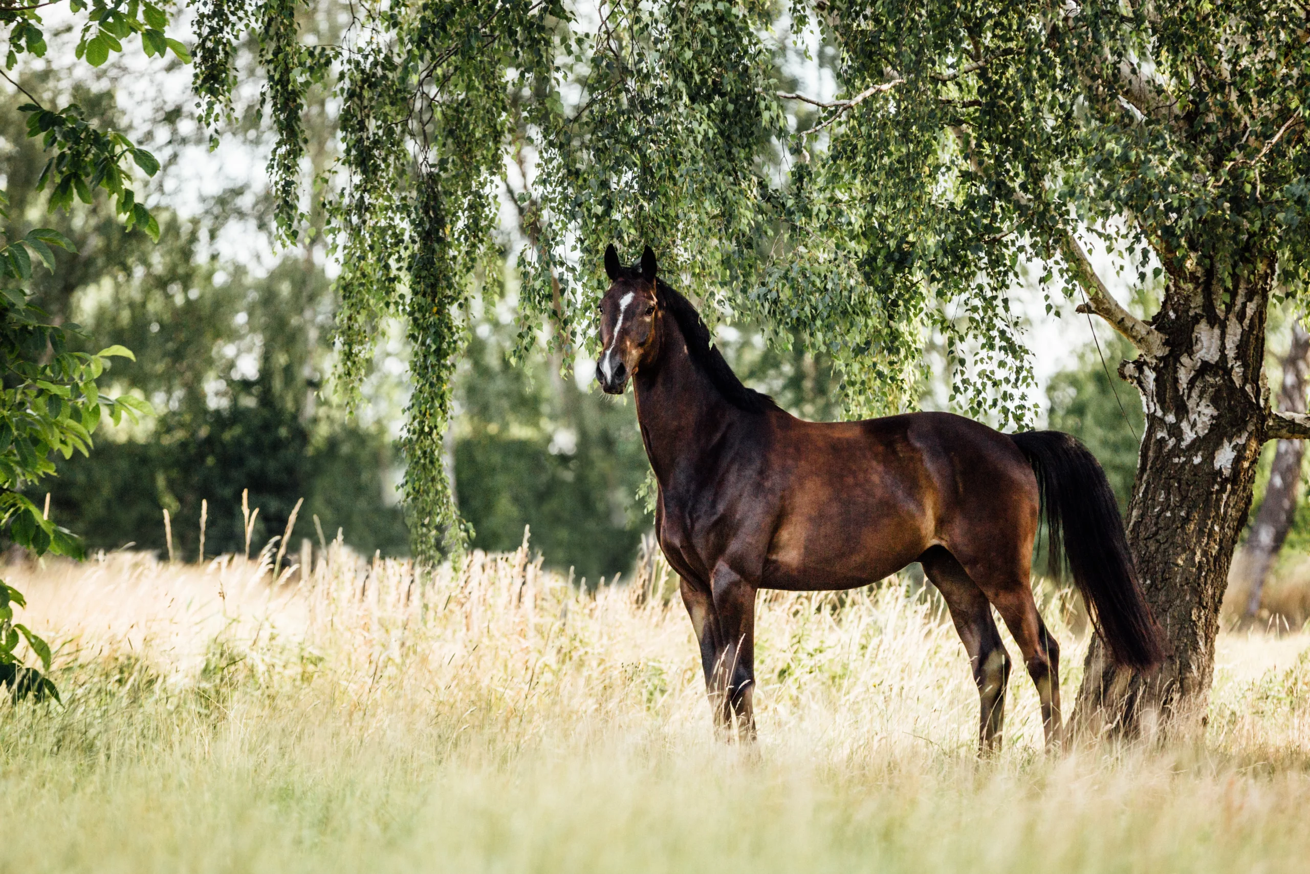 Factsheet: Kotwasser Sanoanimal Pferdewissen