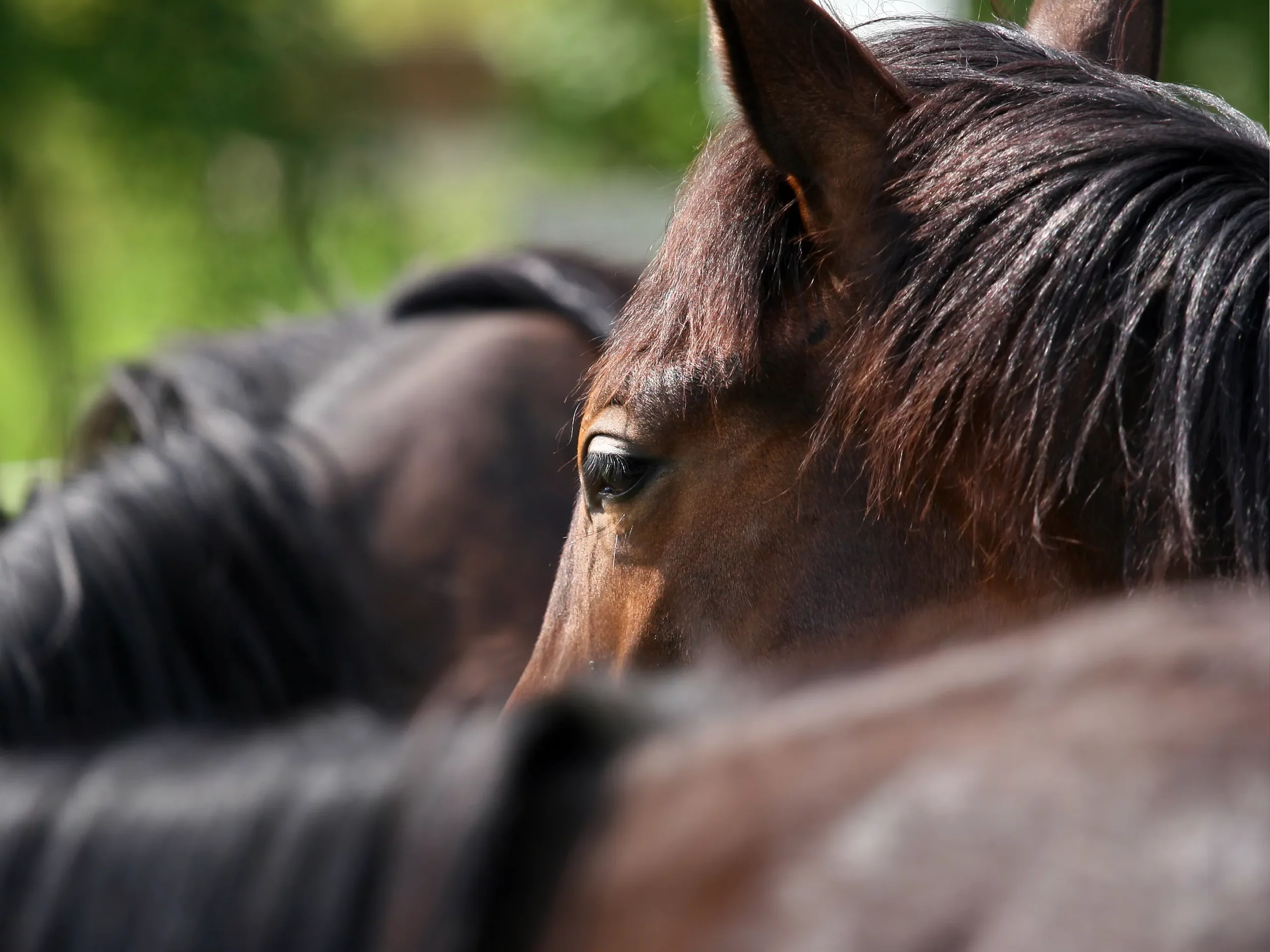 10 signalen voor inwendige problemen bij paarden