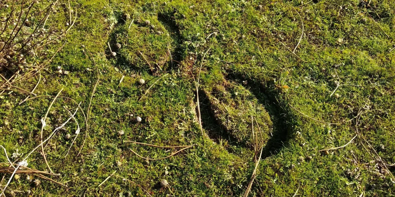 Kräutertipp für Pferde: Moos