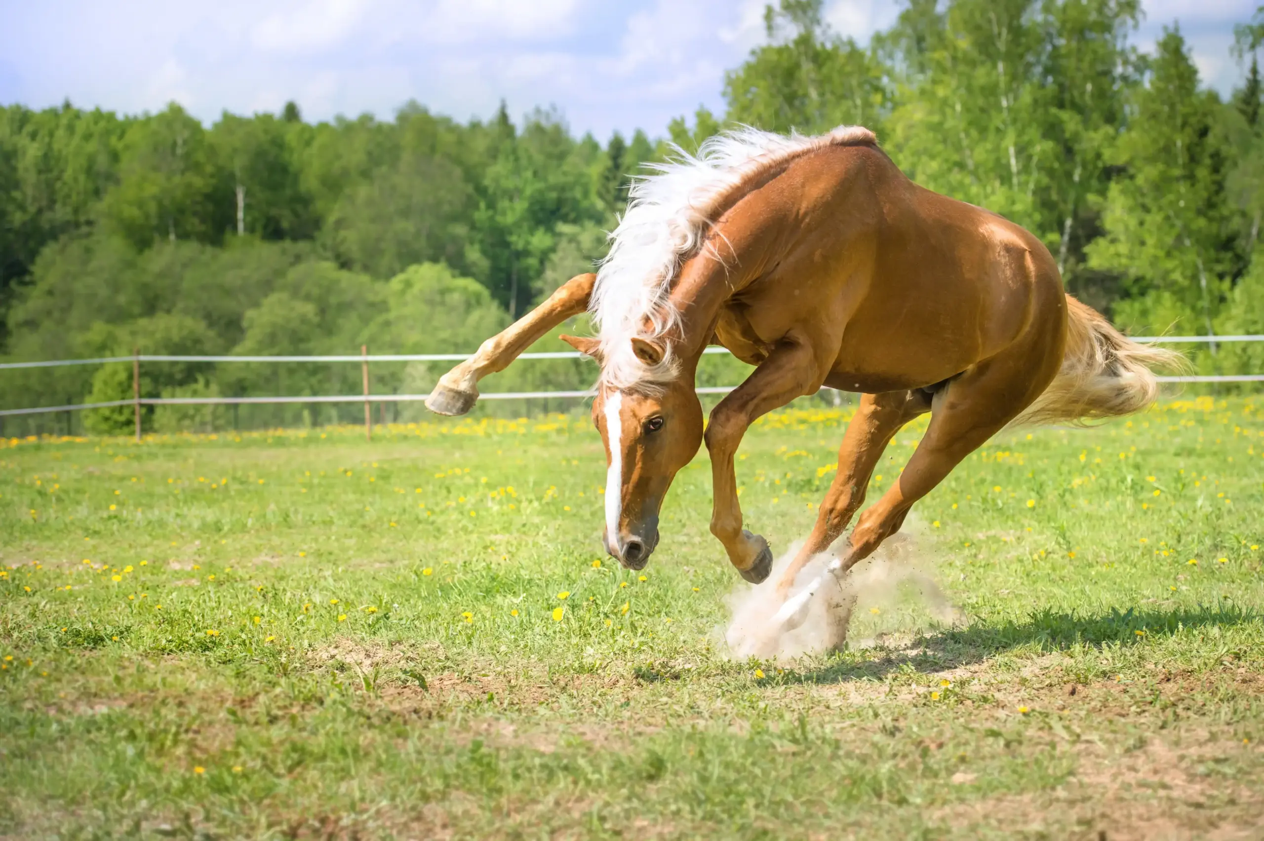 Hoe paarden­spieren bewegen: de spiercontractie in detail